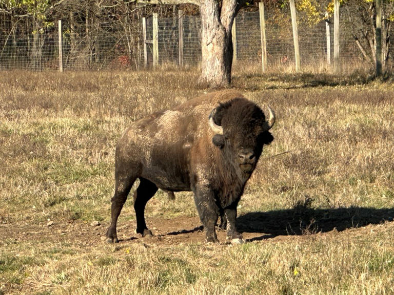 National Bison Day: Indiana’s ties to America’s largest mammal