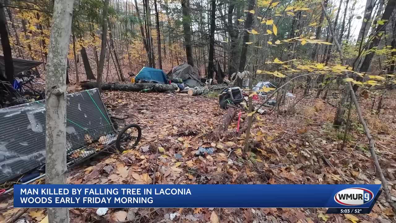 Man killed by falling tree in Laconia