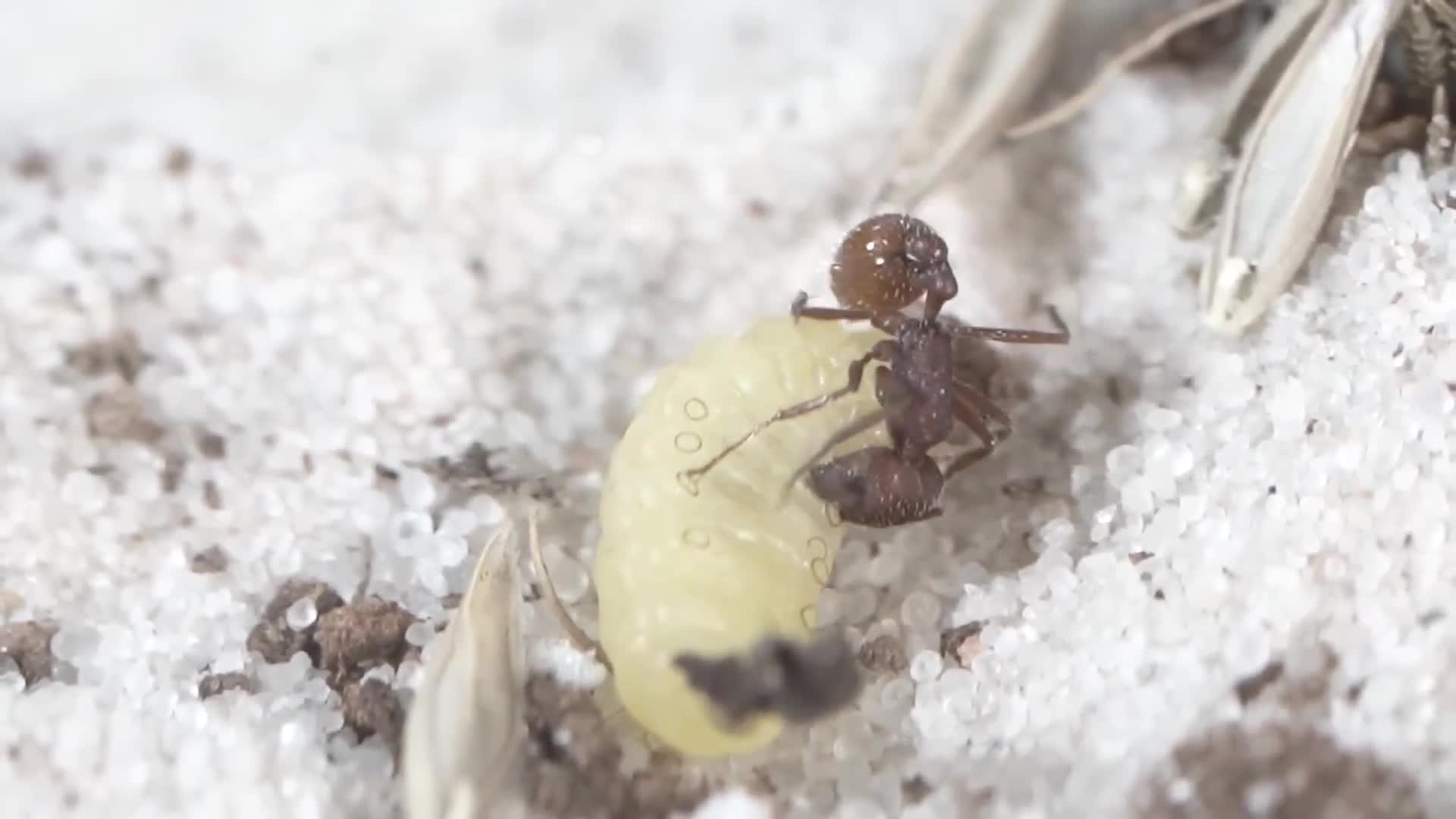 Discover the secrets of my expanding ant colony