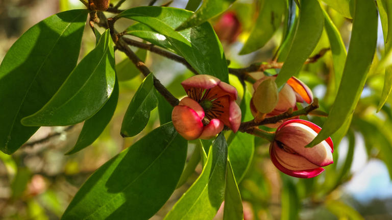 The Banana-Scented Flower That'll Thrive In Your Garden With Little ...
