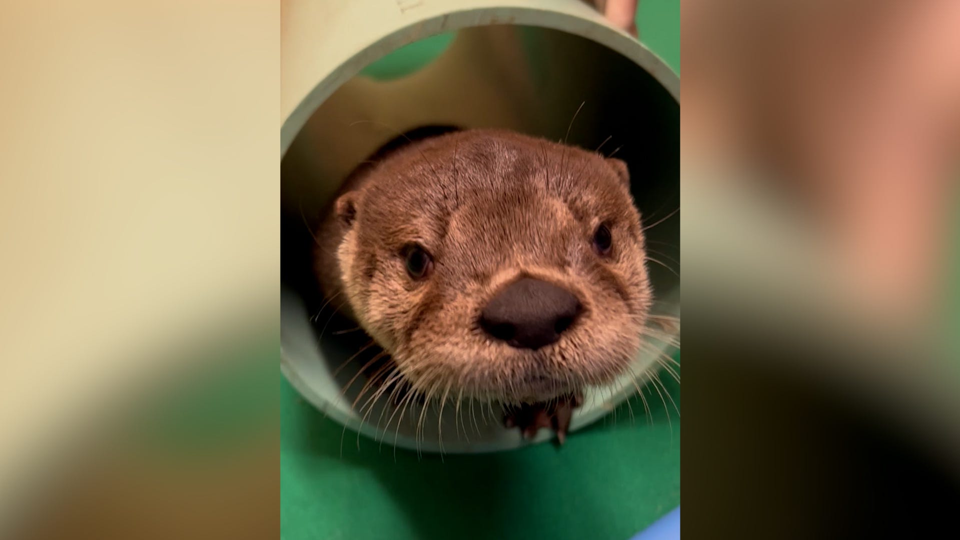 An orphan baby otter was found in a river. This zoo is raising her.