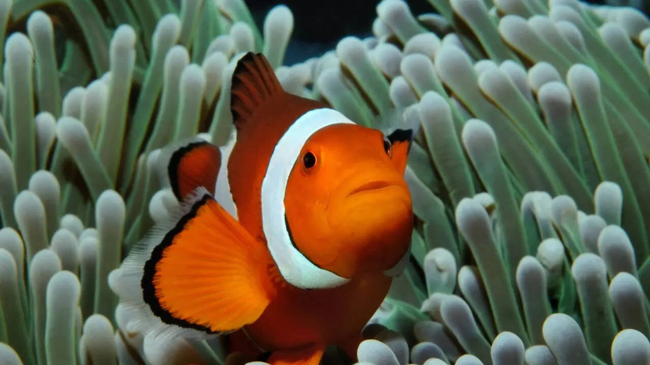 6 vibrant orange animals that add colour to the wild