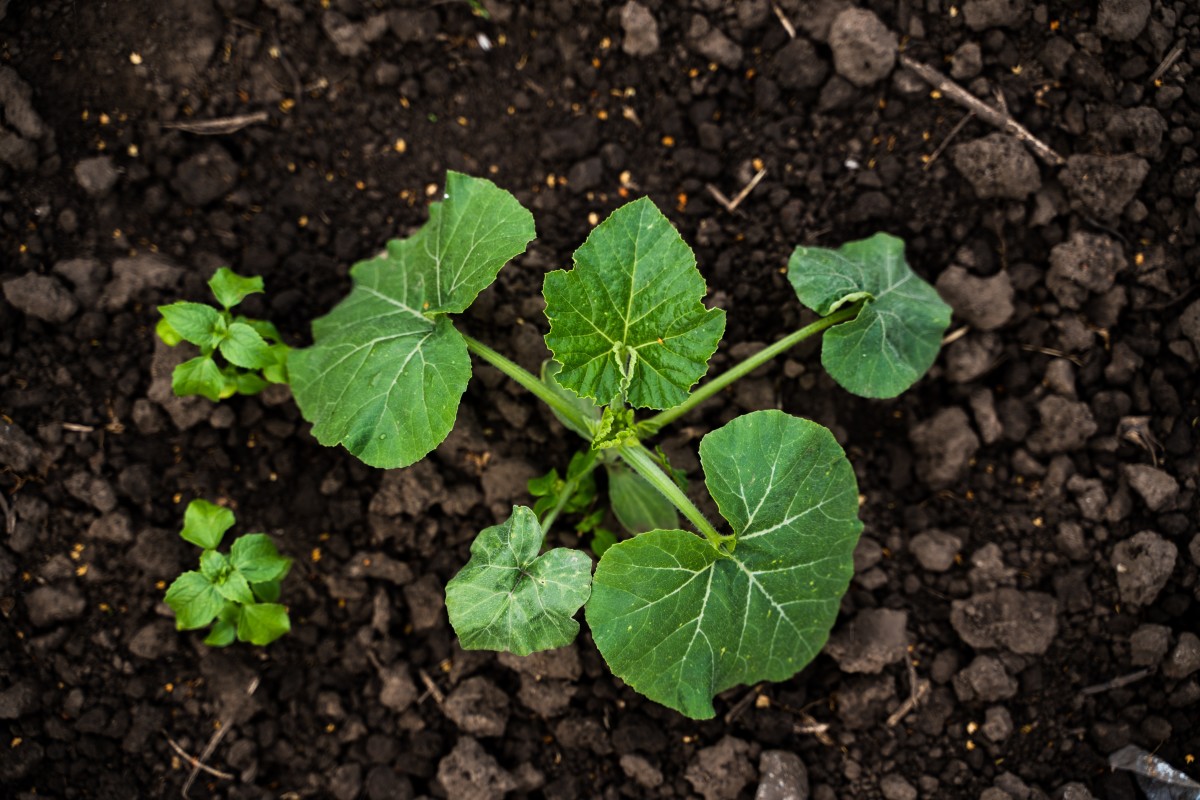 Make the Most of Your Leftover or Rotting Pumpkins by Planting Them for ...