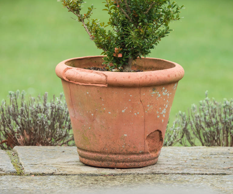 These 3 Methods Protect My Pots and Planters From Frost Every Time