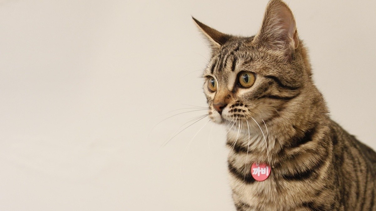 10 feline habits that will be toxic if humans copy them