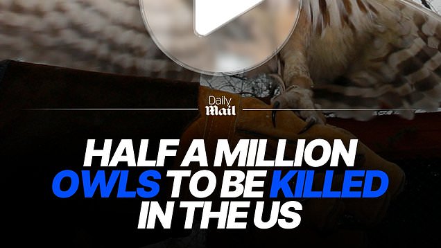 Half a million owls to be killed