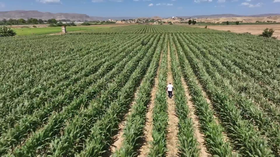 From farm to factory, producing food on scale in Angola