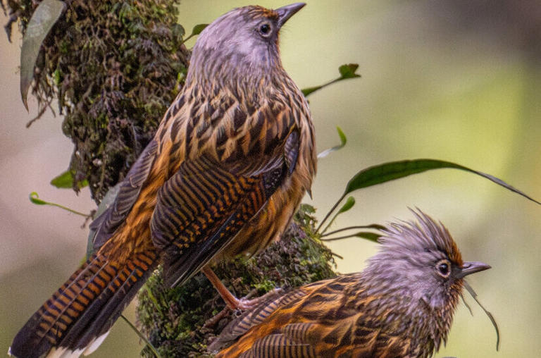 Assessing the threat status of Vietnam's bird species