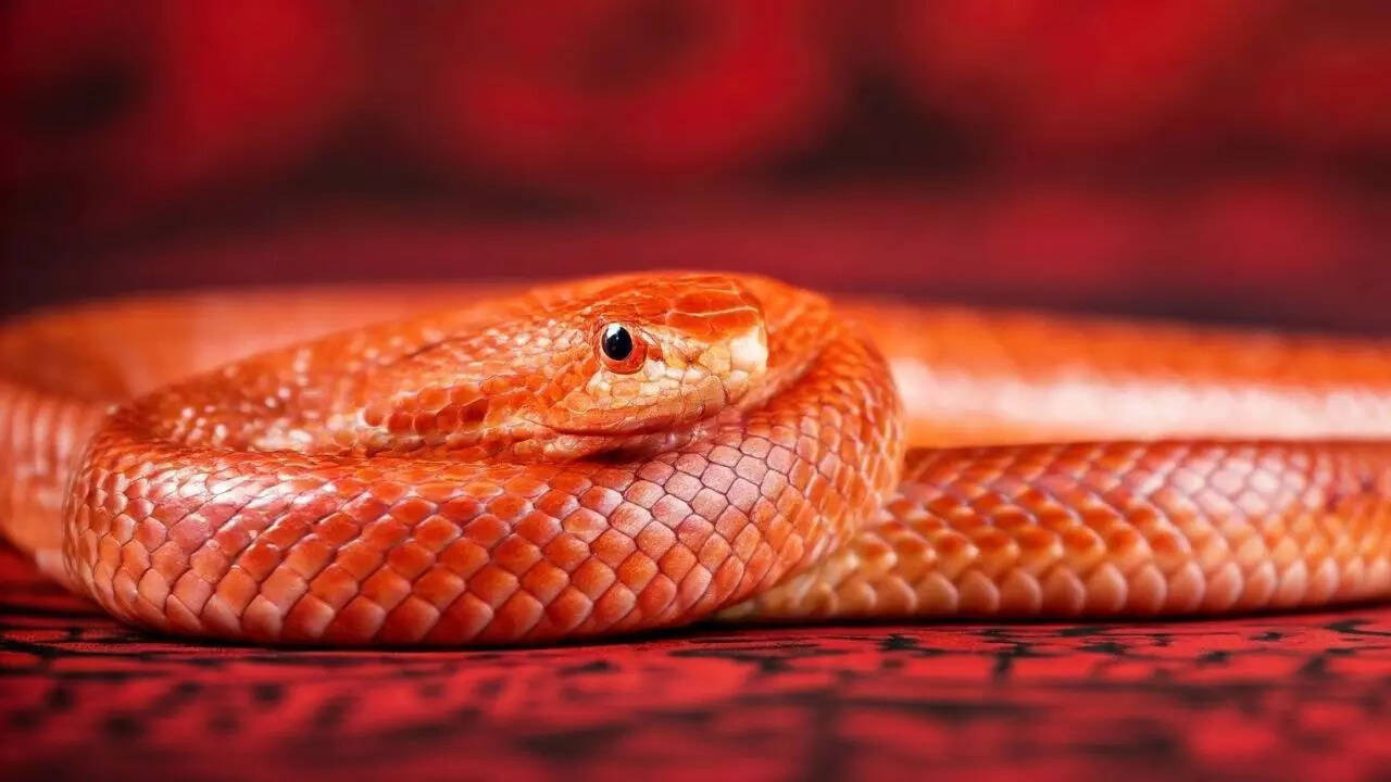 6 vibrant orange animals that add colour to the wild
