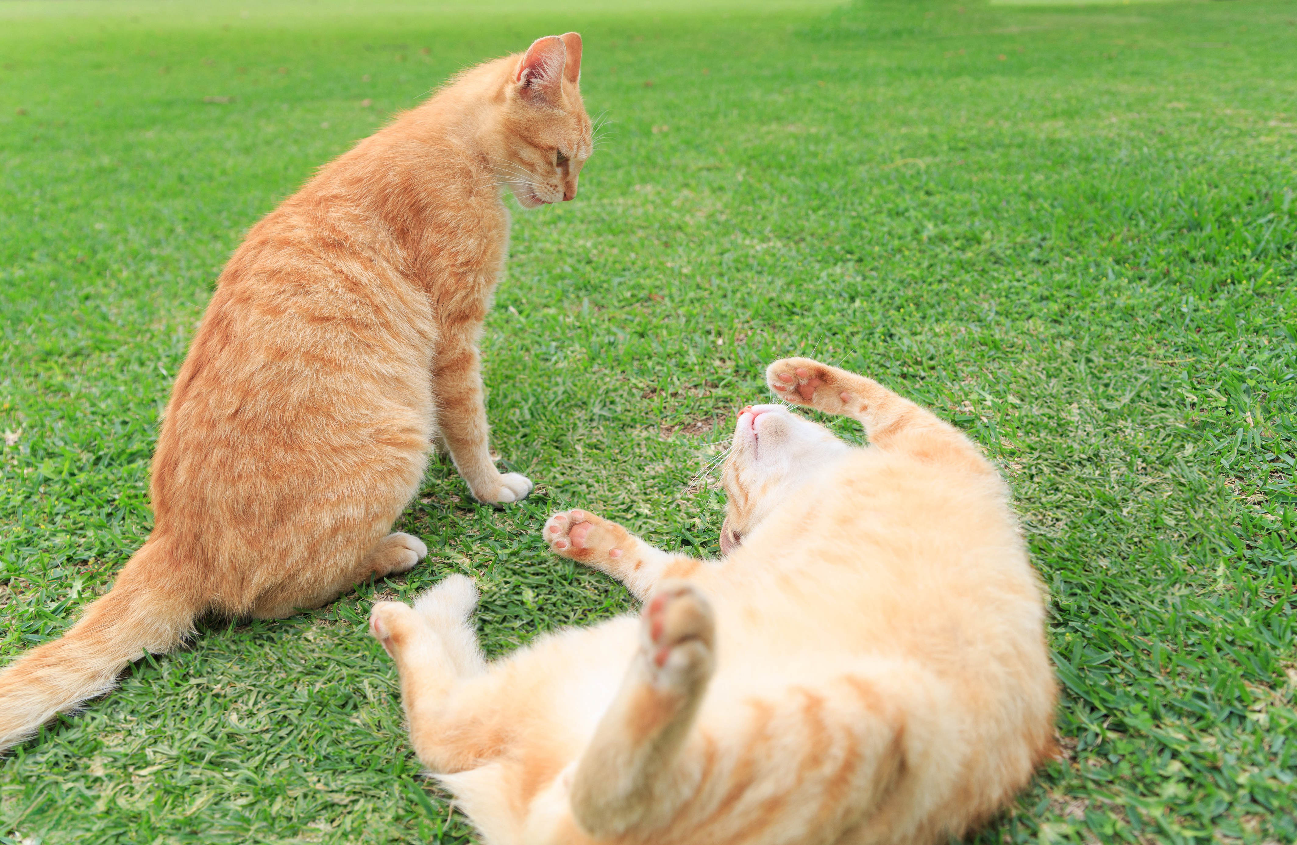 Orange cat’s brother moves in next door—no one prepared for their bond