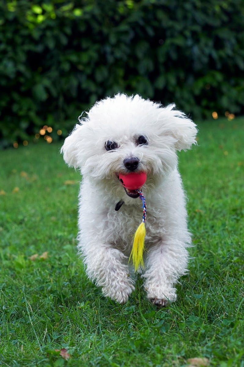 Dog Lovers With Allergies Swear By These Hypoallergenic Breeds That ...