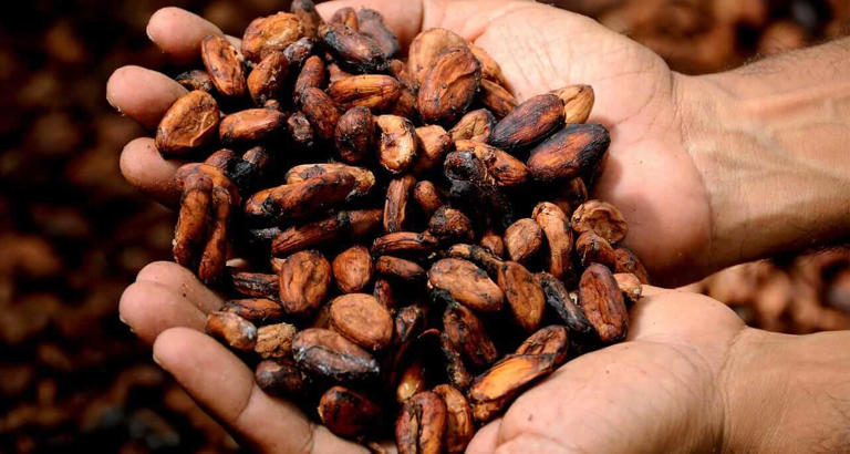 Cocoa Rallies After Being Included in a Key Commodity Index