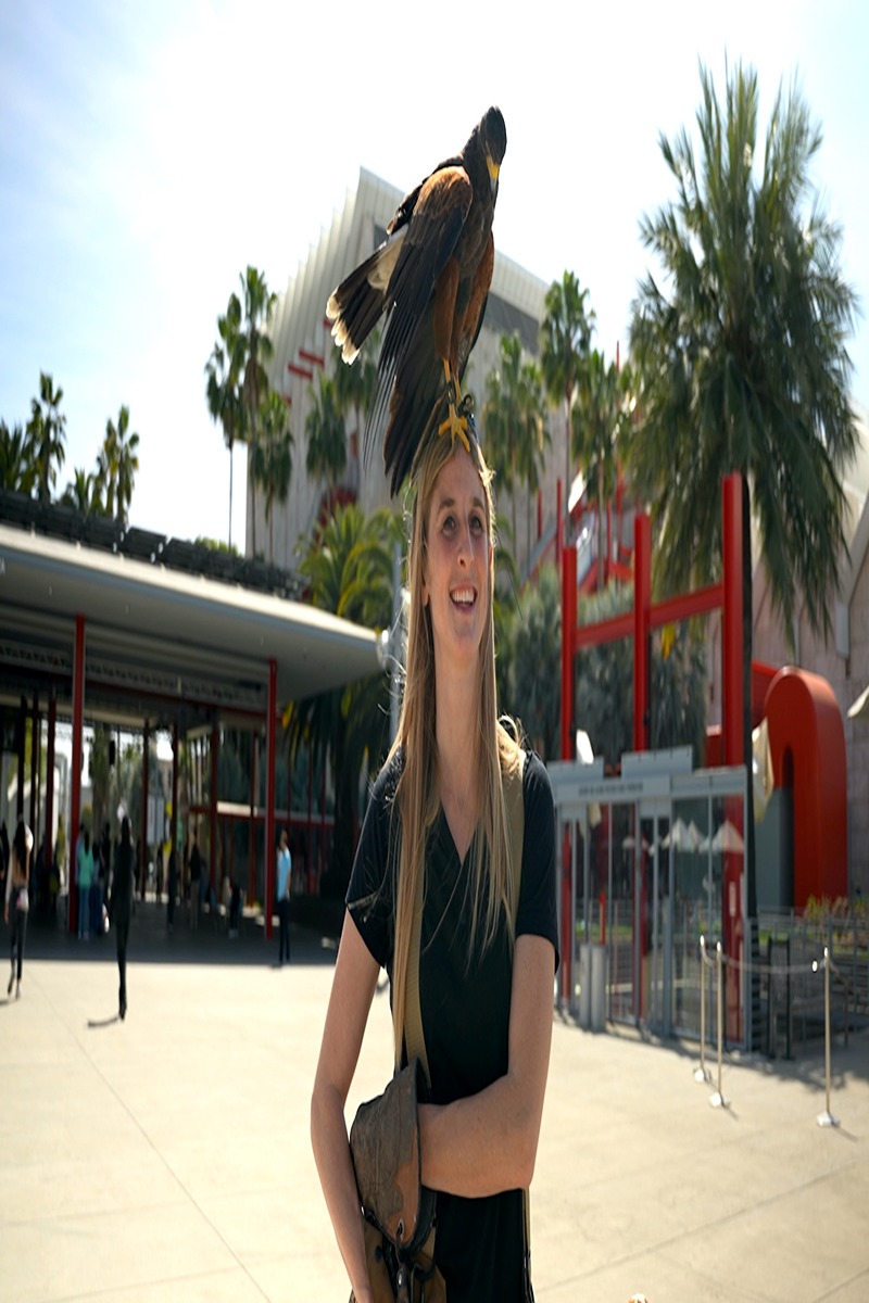 Lindsey Benger, la halconera que utiliza halcones para el control de plagas