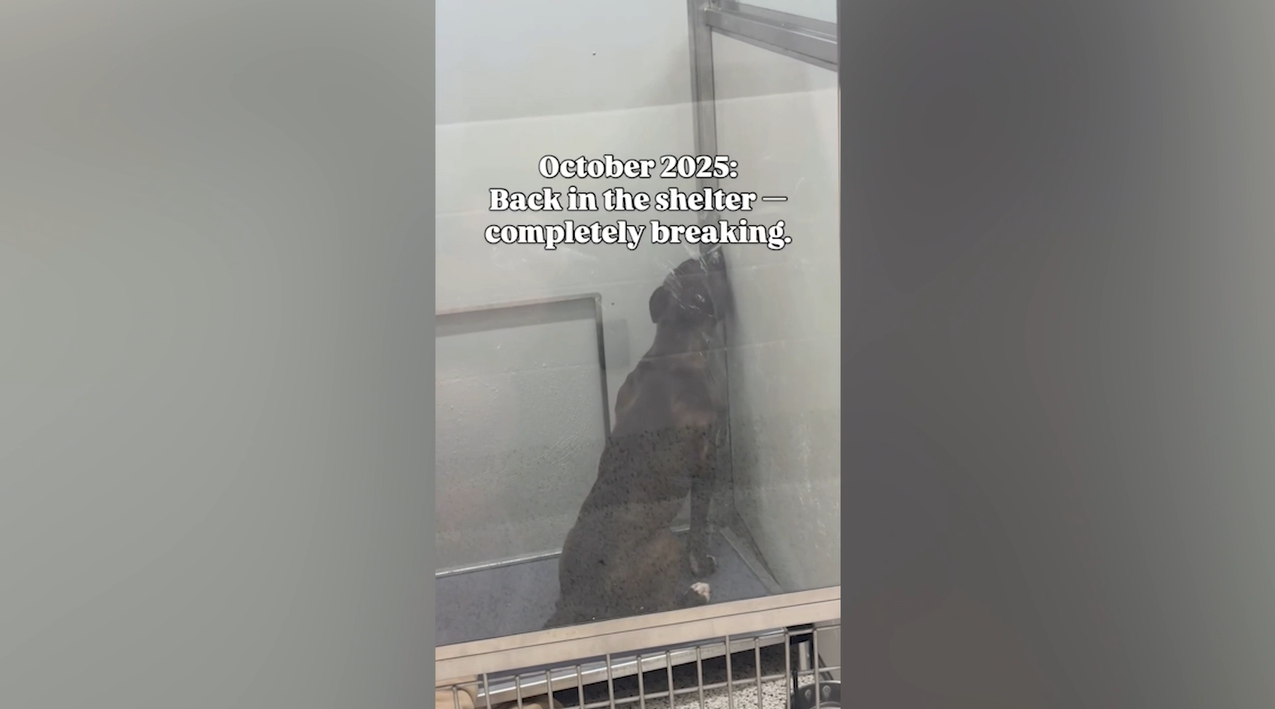 Young Dog Returned To Shelter