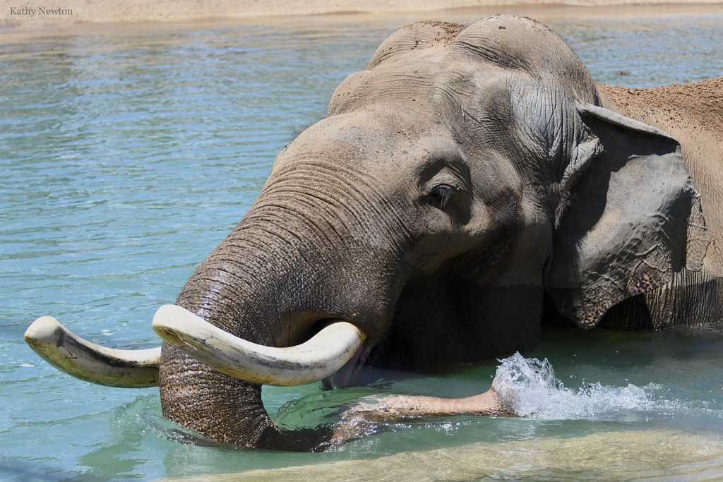 Cincinnati Zoo elephant healing after knee injections for arthritis pain