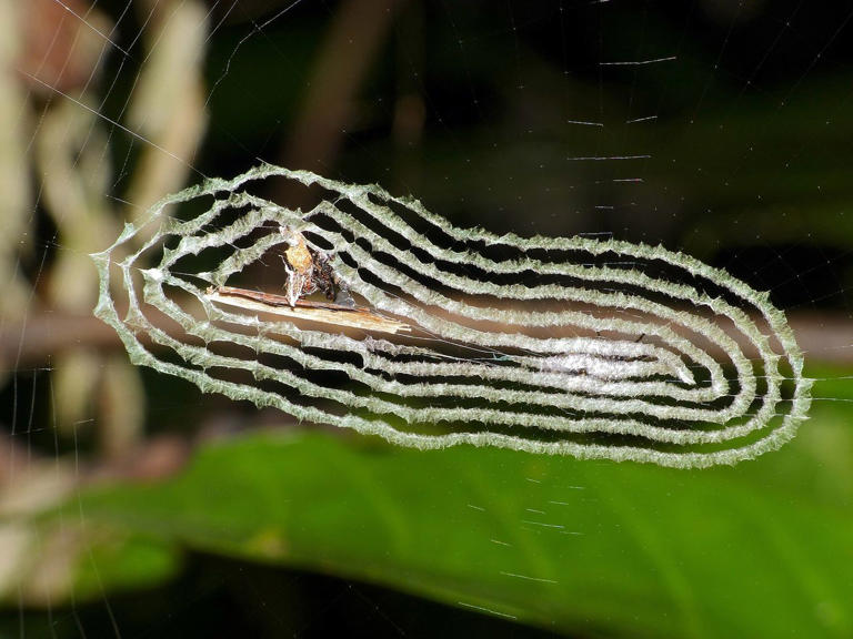 These Mysterious 'Decorations' in Spiderwebs Might Help Spiders Better ...
