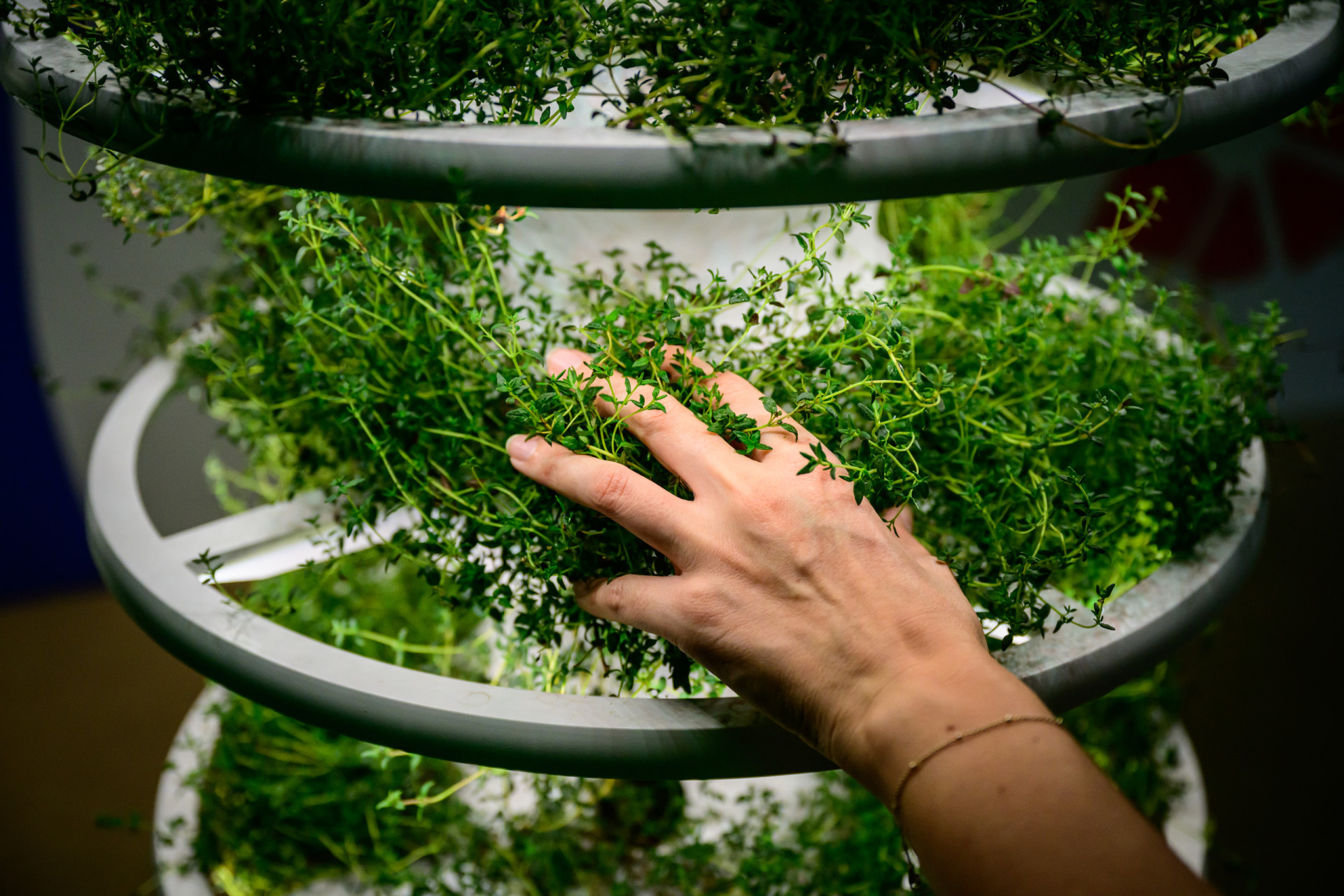 Medicinal plants that can transform your health