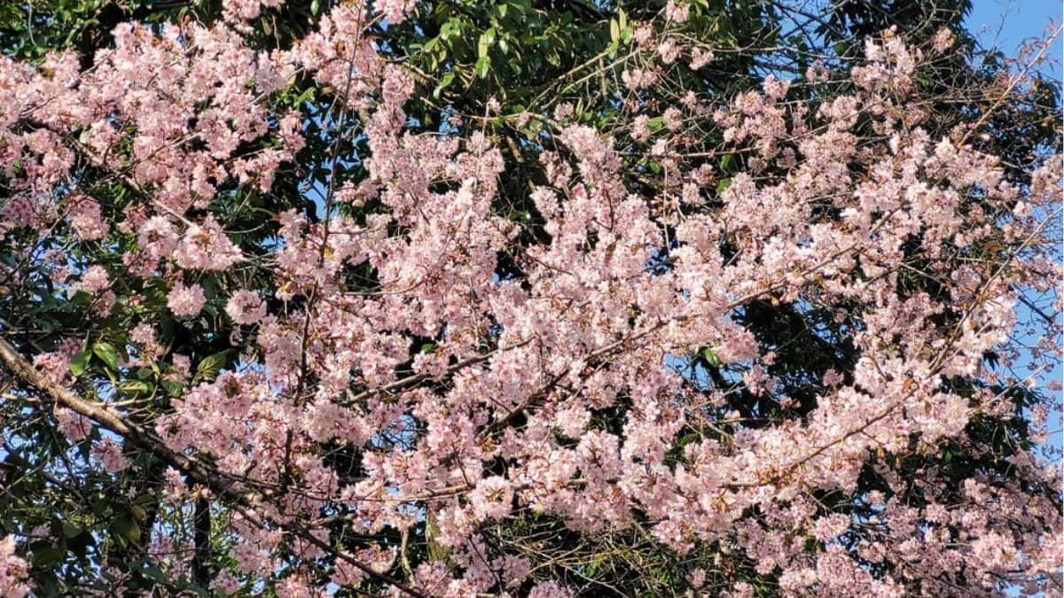 Shillong Cherry Blossom Festival 2025 To Feature Global Artists ...
