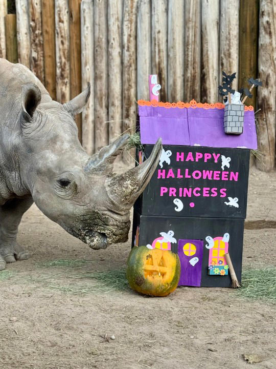 Utah’s Hogle Zoo celebrates Halloween with special enrichment ...
