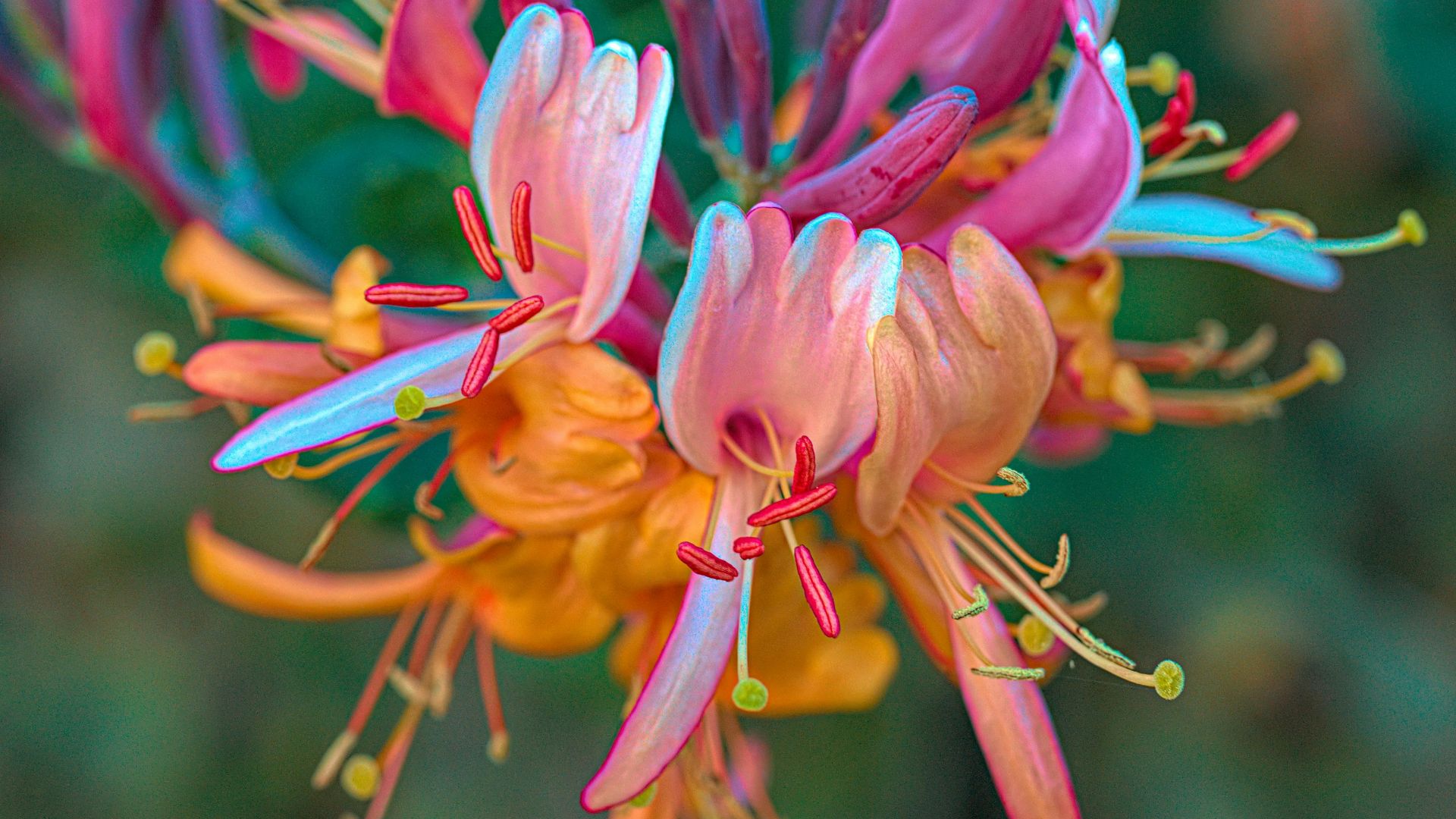 20 Edible Flowers That Actually Taste Amazing