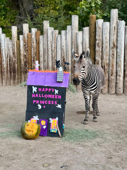 Utah’s Hogle Zoo celebrates Halloween with special enrichment ...