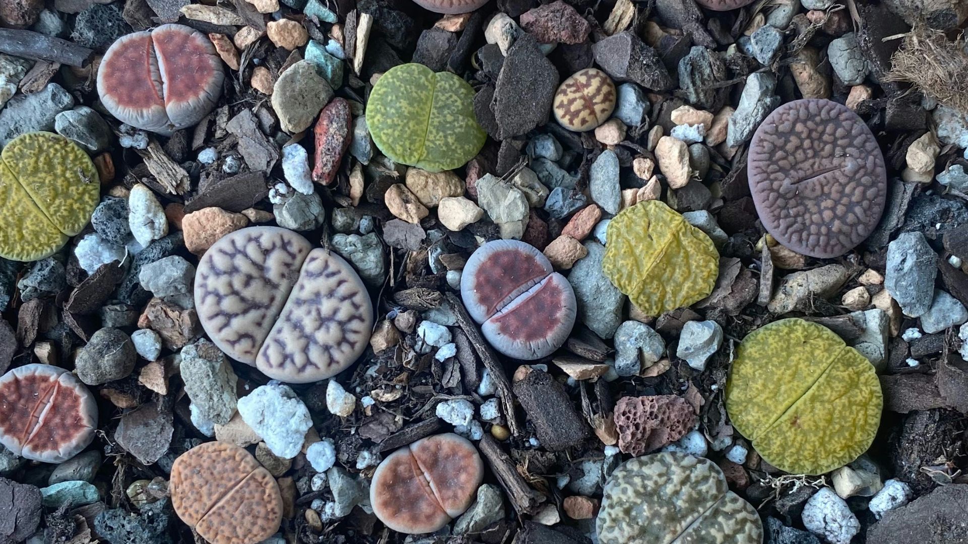 Coral Cacti and Frizzle Sizzles: 20 Obscure Houseplants That May ...