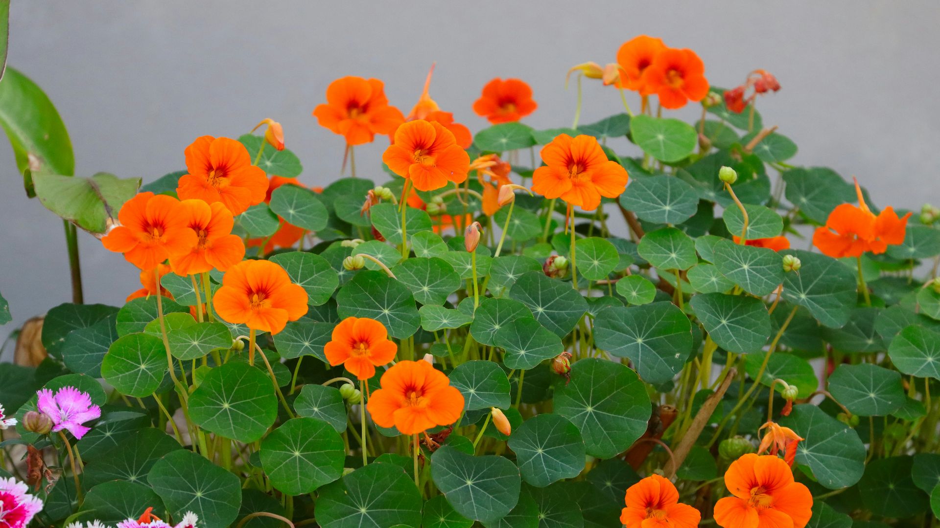 20 Edible Flowers That Actually Taste Amazing