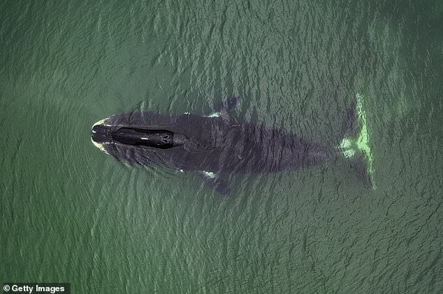 How whales could hold the secret to humans living FAR longer