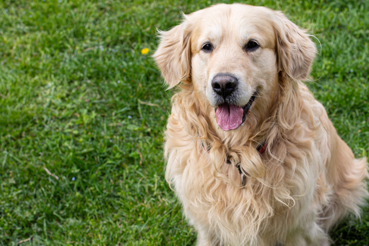 Golden Retriever’s Hilarious Weekly 'Woo' Conversations Are Stealing Hearts