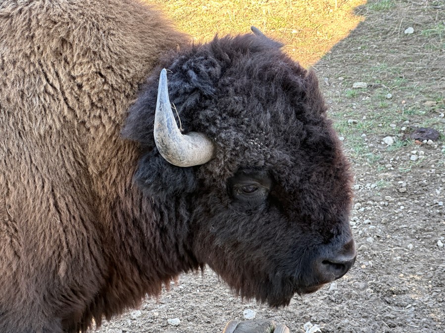 National Bison Day: Indiana’s ties to America’s largest mammal