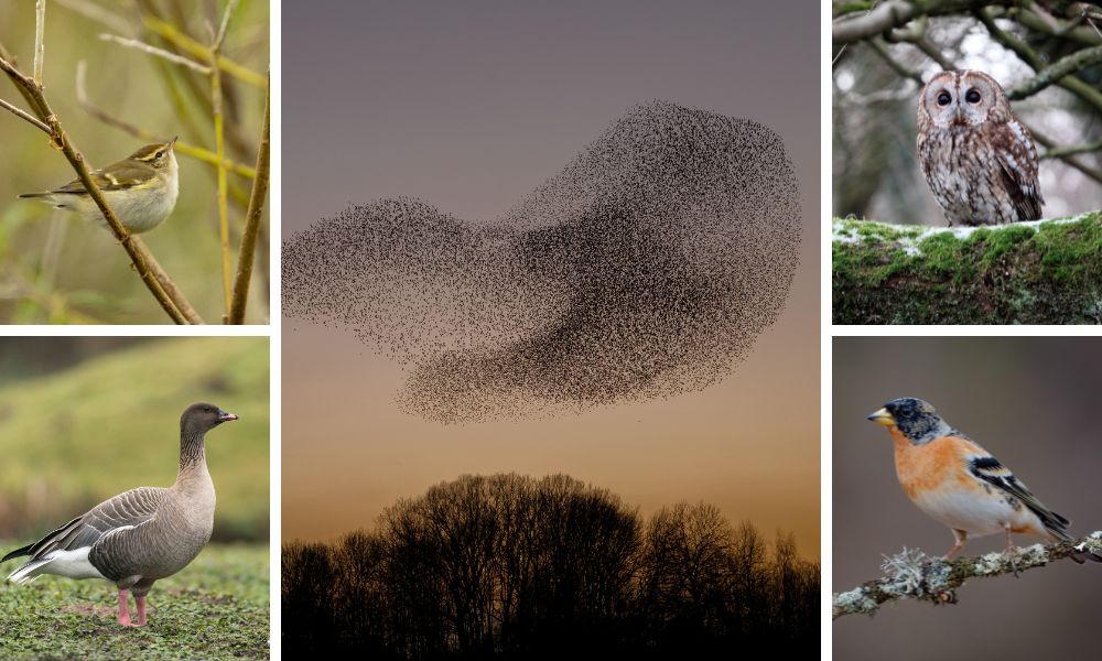 RSPB: The 5 special birds and the 'spectacular' aerial displays you can ...
