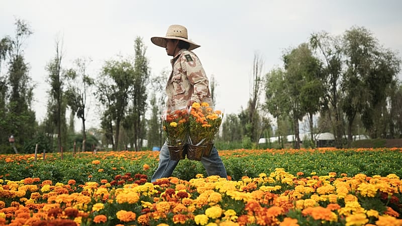 This orange flower cloaks Mexico during Day of the Dead. Climate change ...