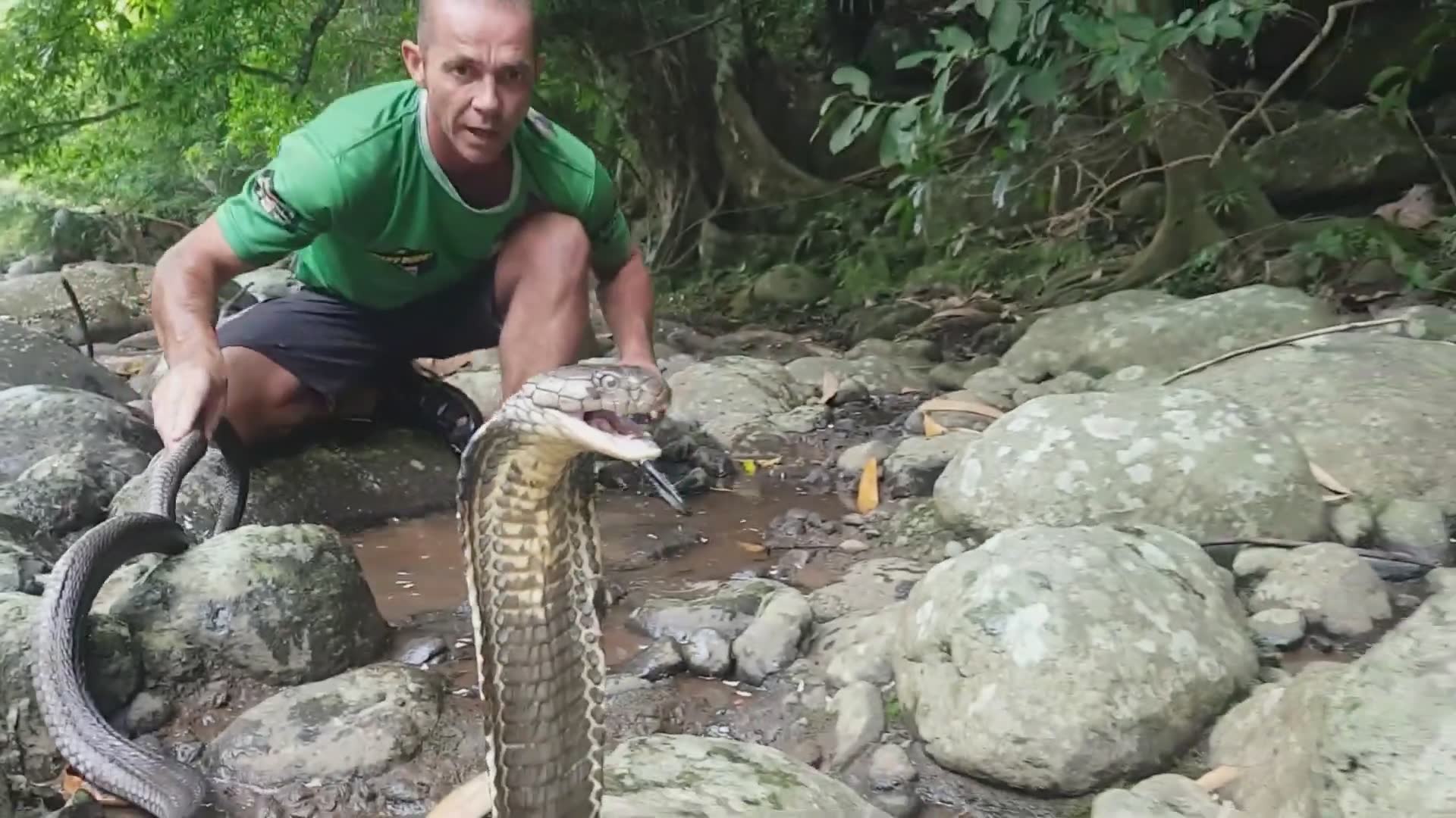 Close encounters with king cobras and wildlife expert
