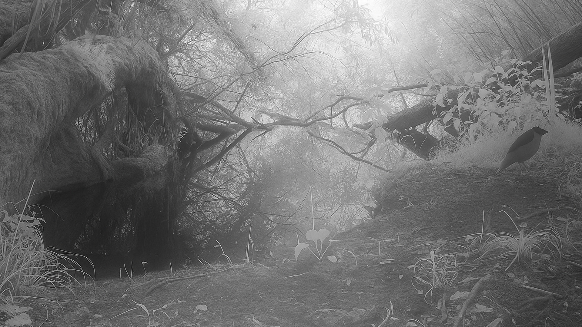 Wildtiere am Fluss von Wildkamera gefilmt