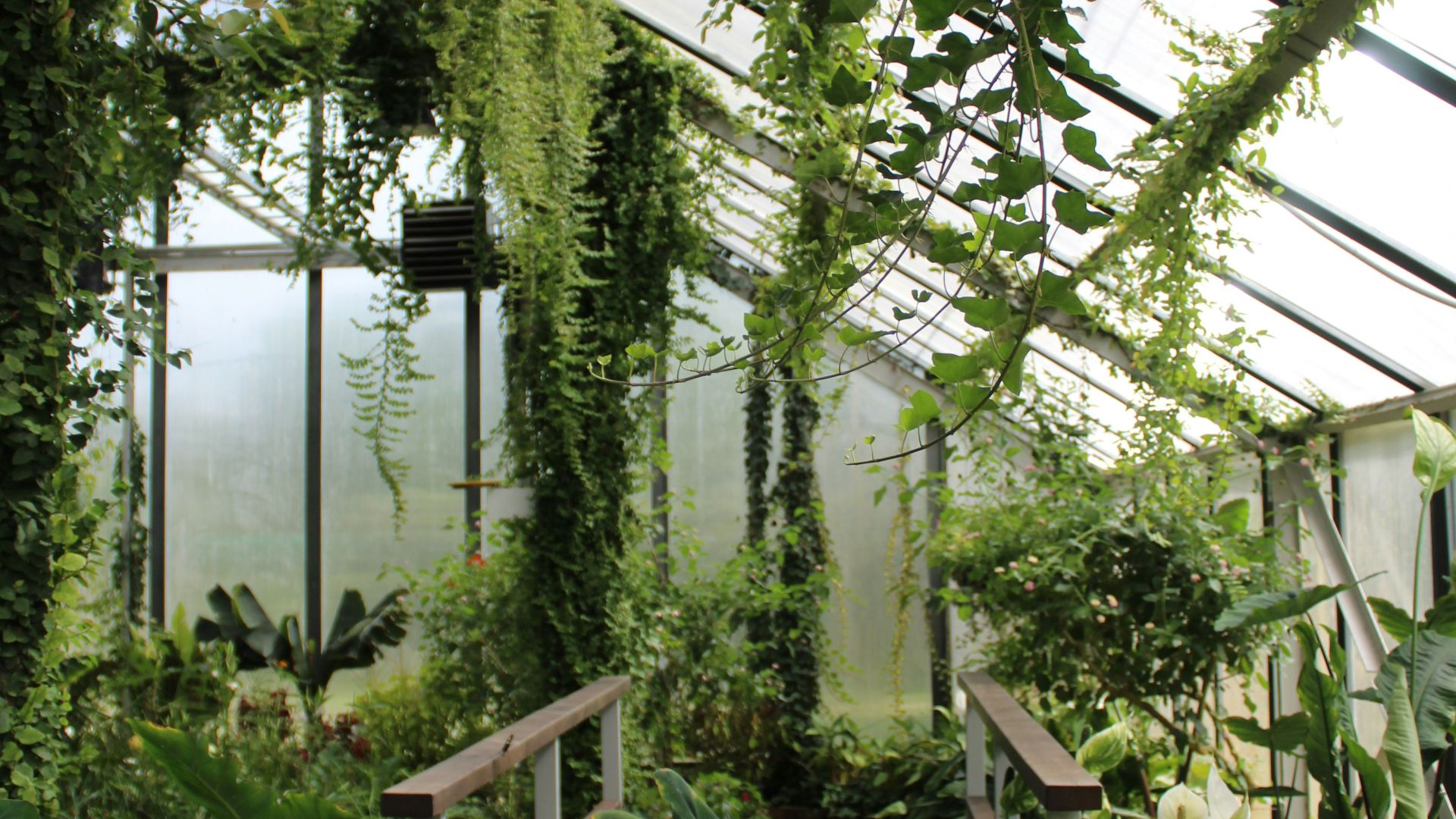 Coral Cacti and Frizzle Sizzles: 20 Obscure Houseplants That May ...