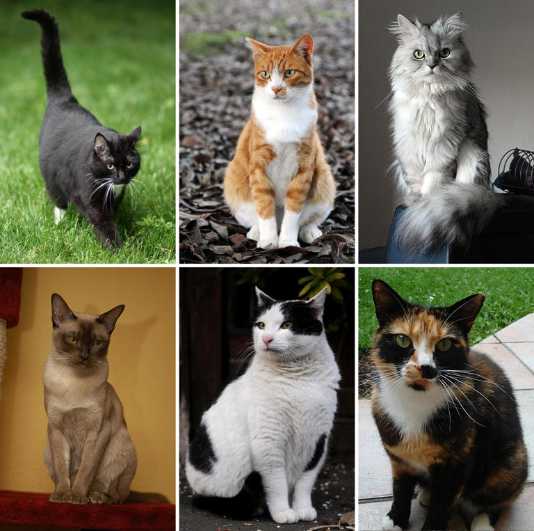 Historia de la domesticación del gato: ciencia, cultura y viaje global ...