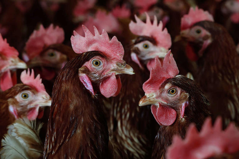 Some Costco chickens exceed federal safety limit of salmonella, report says
