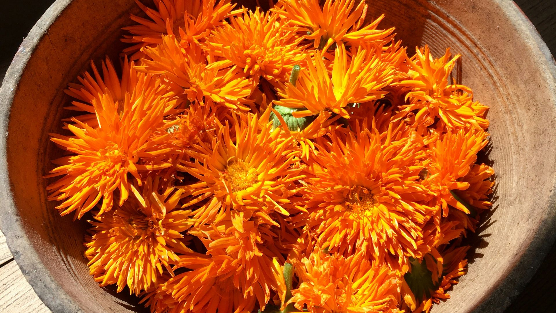 20 Edible Flowers That Actually Taste Amazing