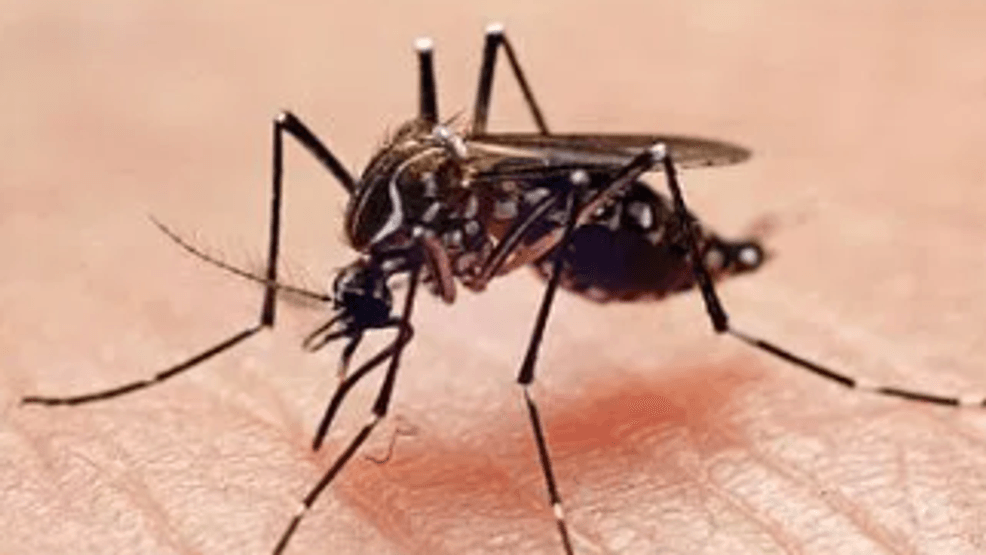 First mosquitoes in Williamson County test positive for West Nile virus