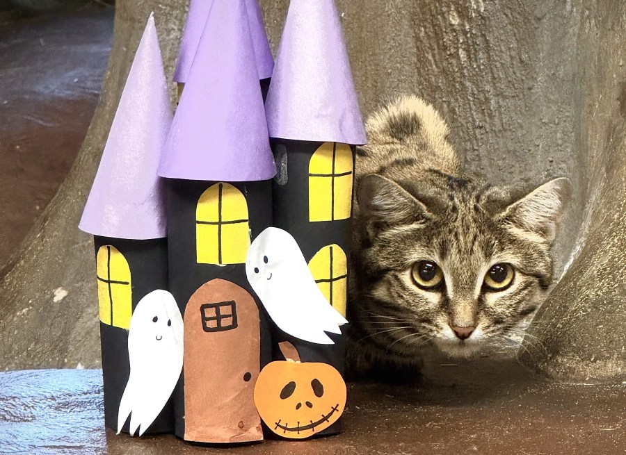 Utah’s Hogle Zoo celebrates Halloween with special enrichment ...