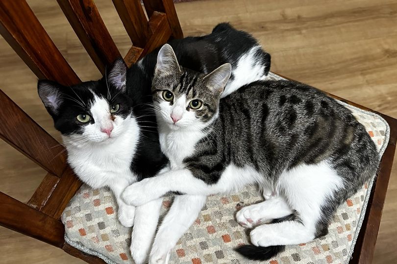 Meet the adorable nine cats looking for their forever homes in the ...