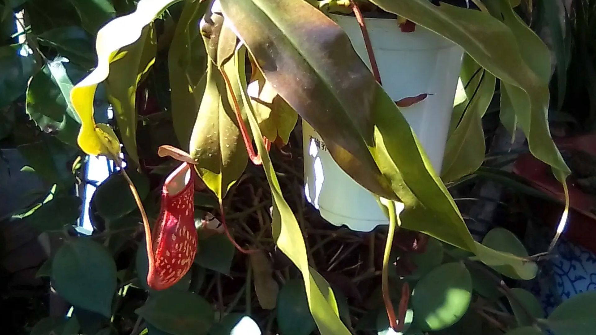 Coral Cacti and Frizzle Sizzles: 20 Obscure Houseplants That May ...