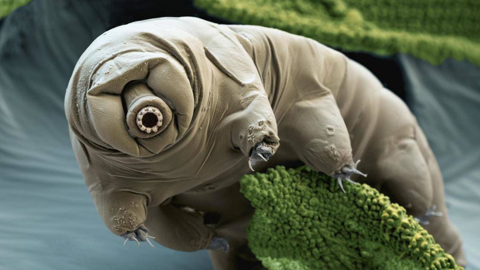 El animal más resistente de la Tierra tiene la clave para parar el ...