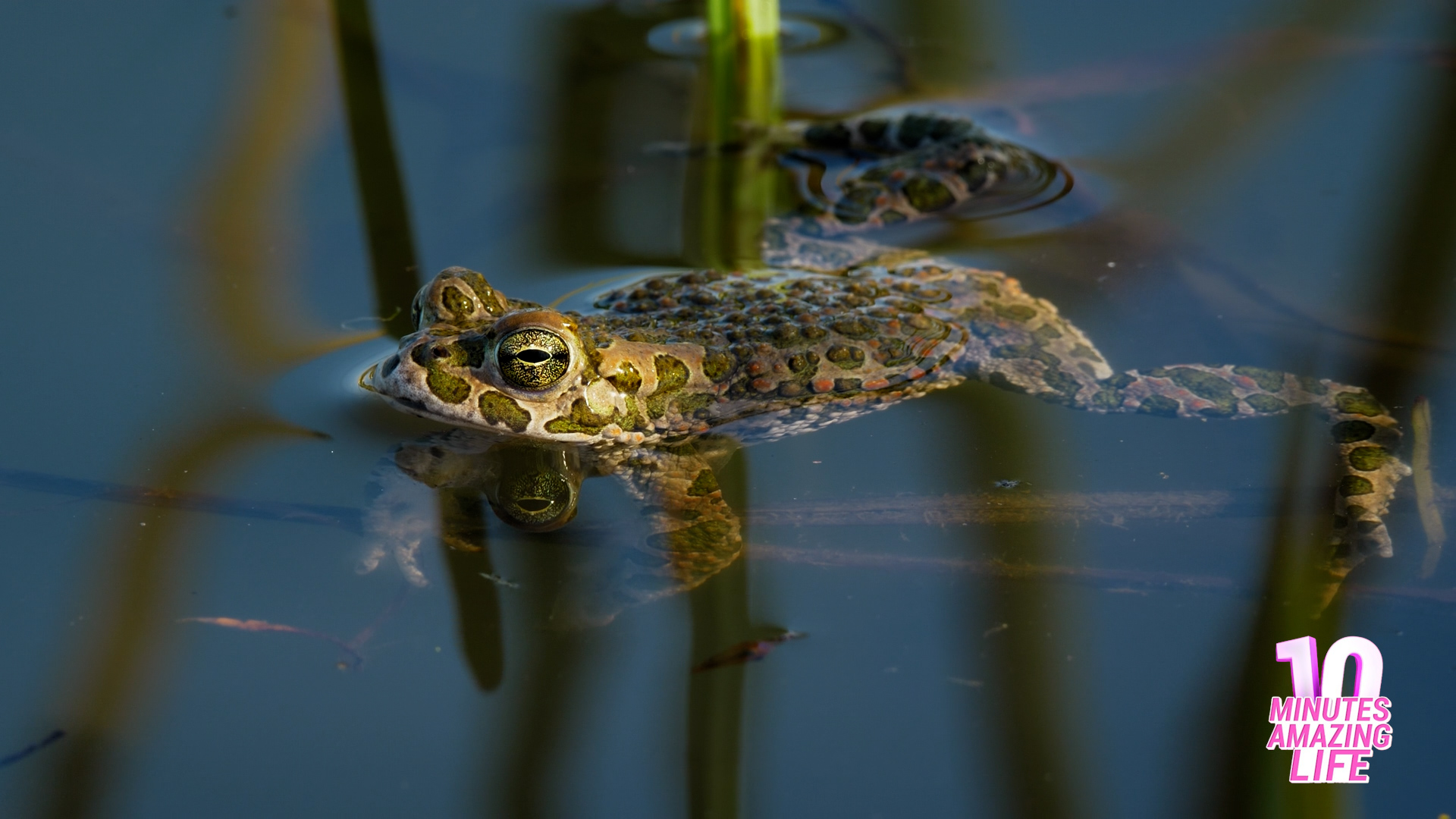 Groene Pad Drijvend in Stil Water