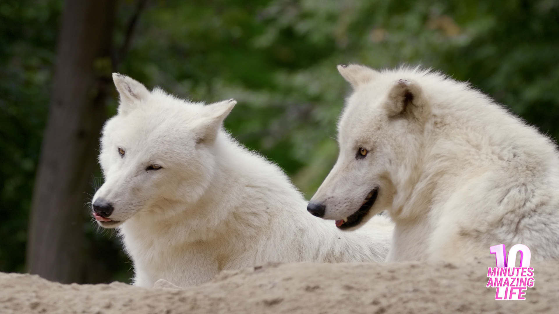 Witte Arctische Wolven in Rustige Momenten