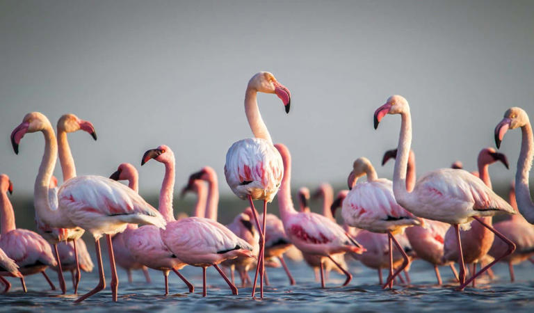 Male vs. Female Flamingos: 4 Key Differences