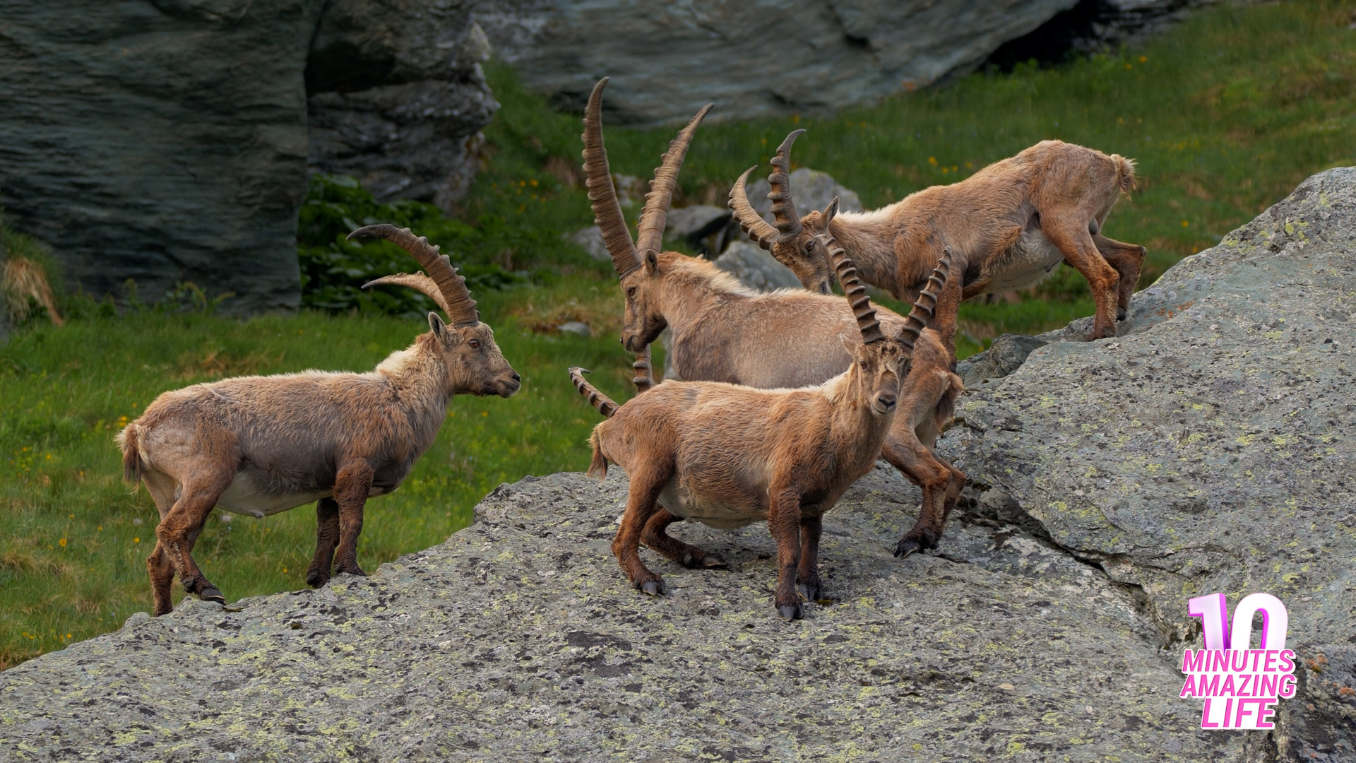 Alpine Ibex Climbing the Rocky Slopes