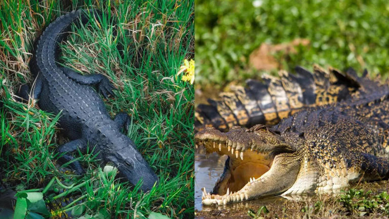 Alligator vs. Crocodile: Understanding the major differences in their ...