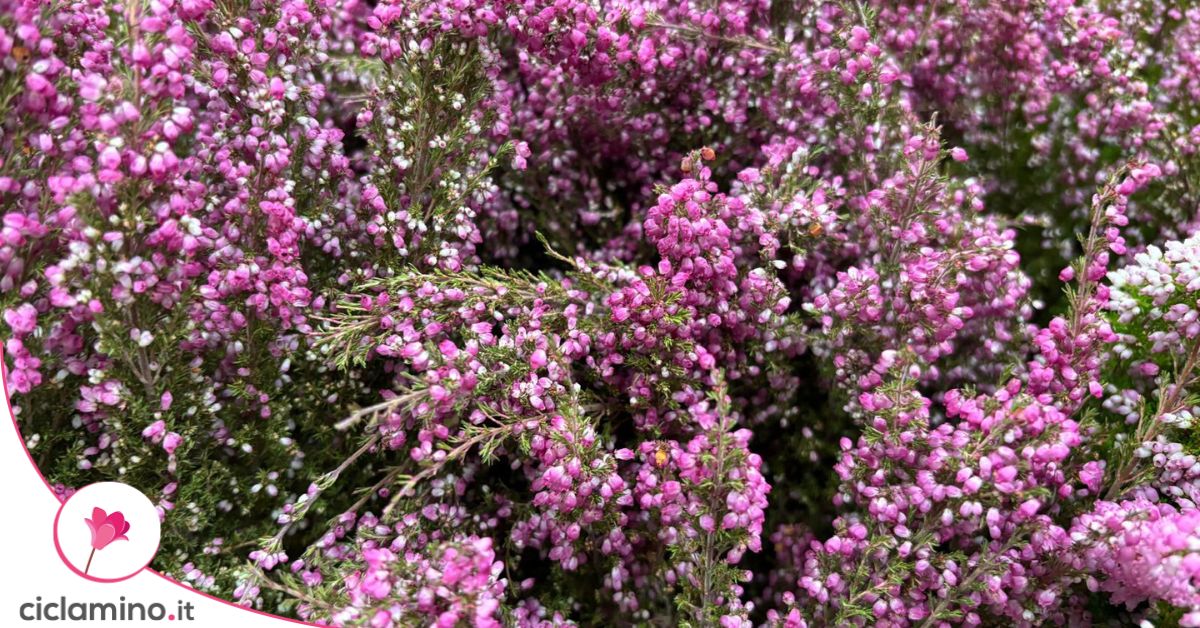 L’erica come pianta da sopravvivenza: cresce dove non resistono le altre