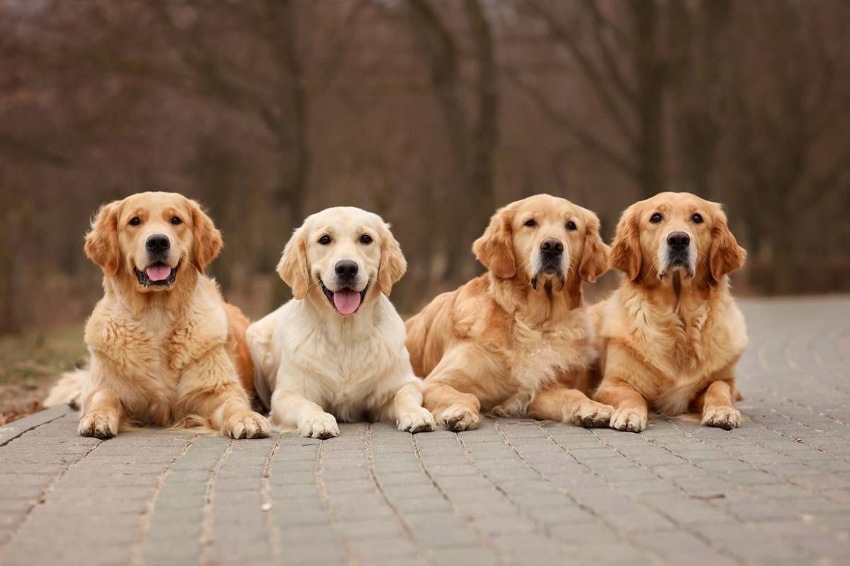 4 Golden Retrievers Form the Fluffiest Cuddle Puddle We've Ever Seen